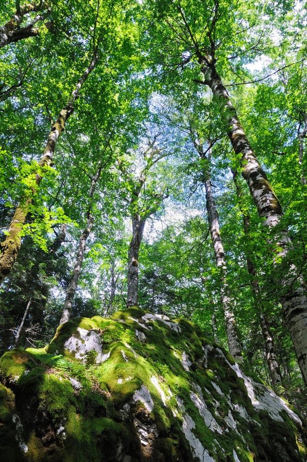 Une forêt vierge image stock. Image du ressort, lames - 6711439