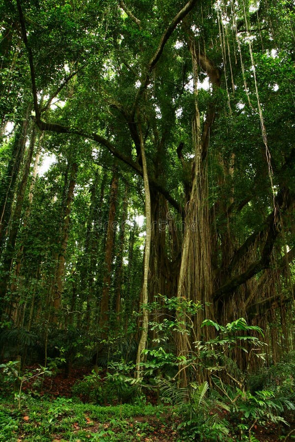 136,495 Dense Photos libres de droits et gratuites de Dreamstime