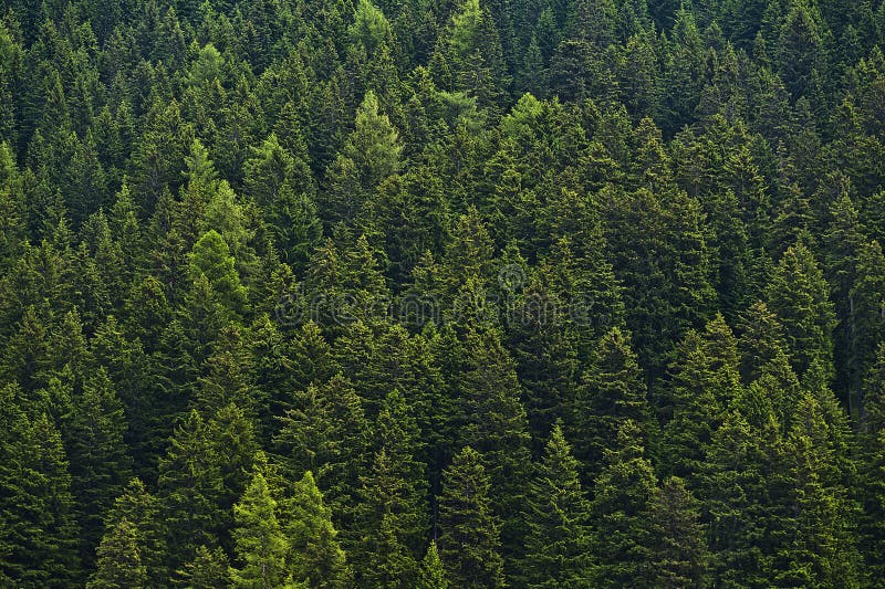 Forêt dense photo stock. Image du été, vert, détendez - 39488184