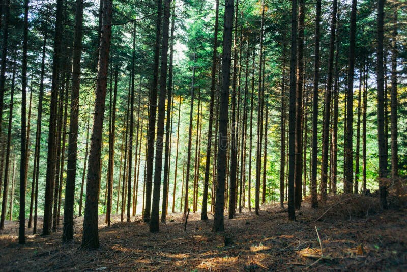 Arbres forestiers denses photo stock. Image du arbre - 45951632