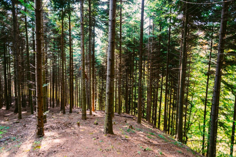 Arbres forestiers denses photo stock. Image du forestiers - 45951632