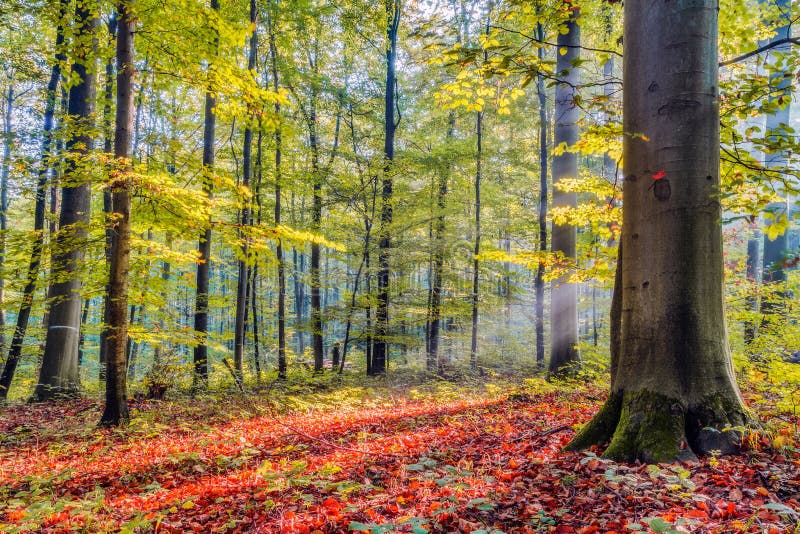 Forêt En Europe Fin Septembre. Image stock - Image du matin ...