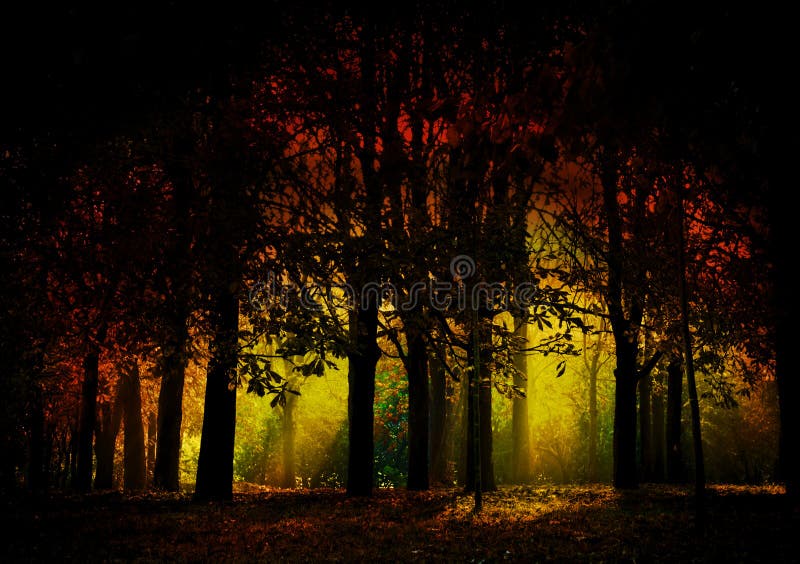 Forêt foncée image stock. Image du brouillard, forêt - 16389407