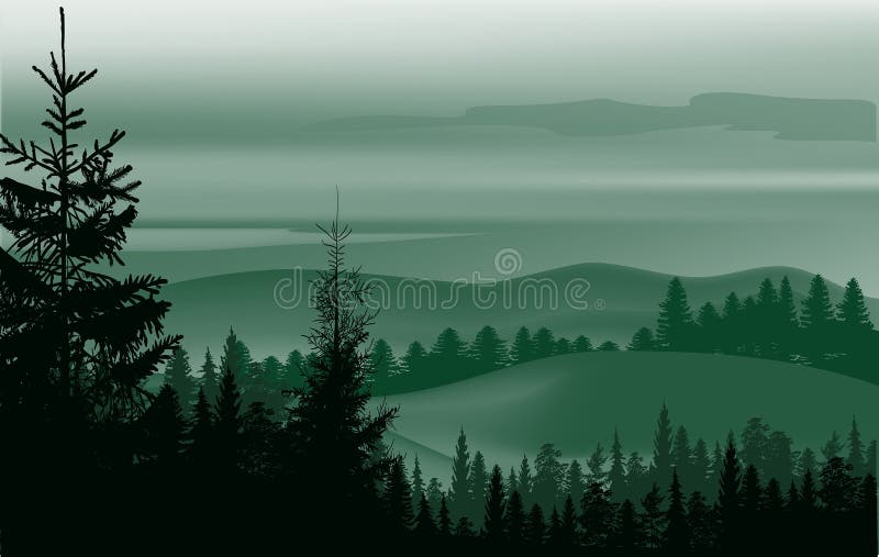 Sapin Droit Vert-foncé Avec La Racine Photo stock - Image du grand ...