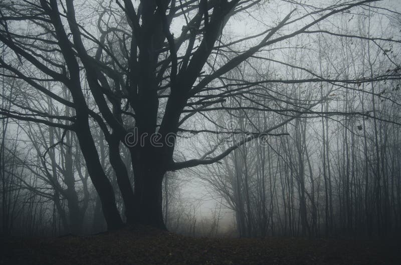Forêt Hantée Avec Le Brouillard Halloween Photo stock - Image du ...