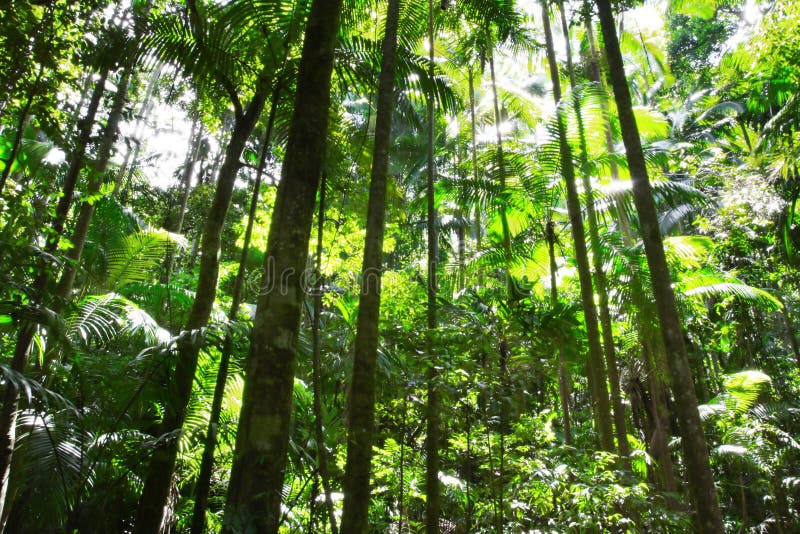 Arbre Tropical De Forêt Humide Photo stock - Image du lames, extérieur ...