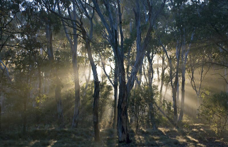Forêt humide, Australie. image stock. Image du brouillard - 24058411