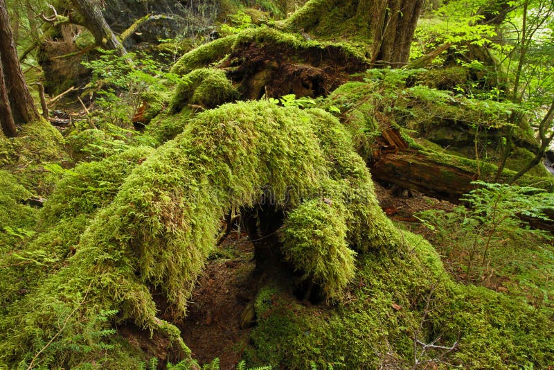 Forêt Pluviale Tempérée Sur L'île De Fraser Image stock - Image du ...
