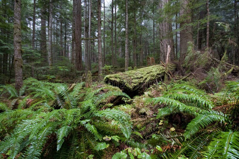 Forêt Tropicale Tempérée De Péninsule De Coromandel Image stock - Image ...