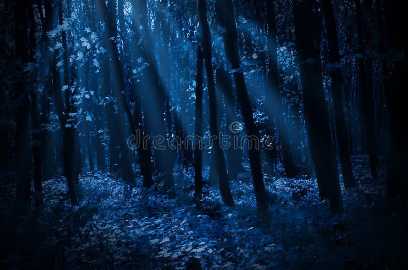 Forêt de nuit image stock. Image du scène, bois, ombre - 46807485