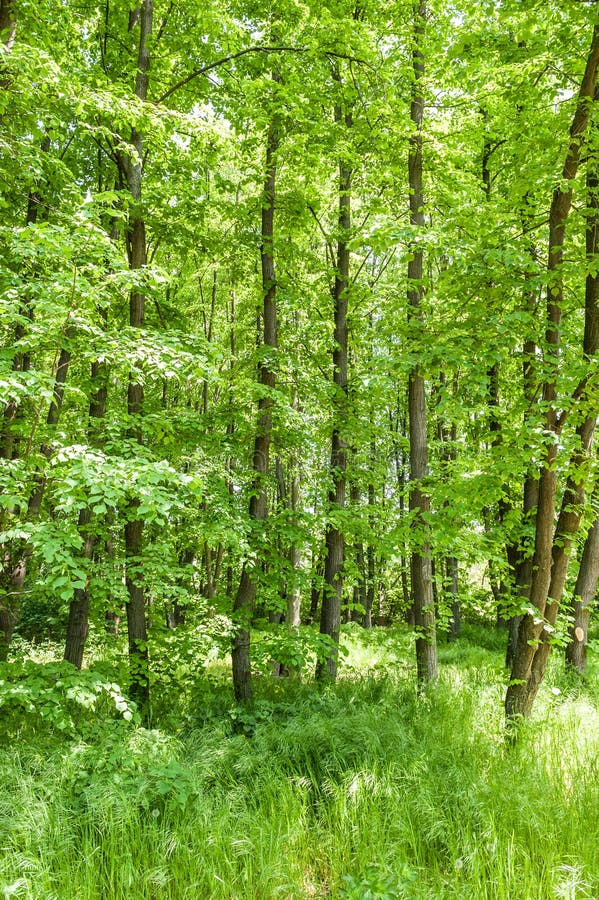 Forêt lumineuse d'été photo stock. Image du abondant - 36018656