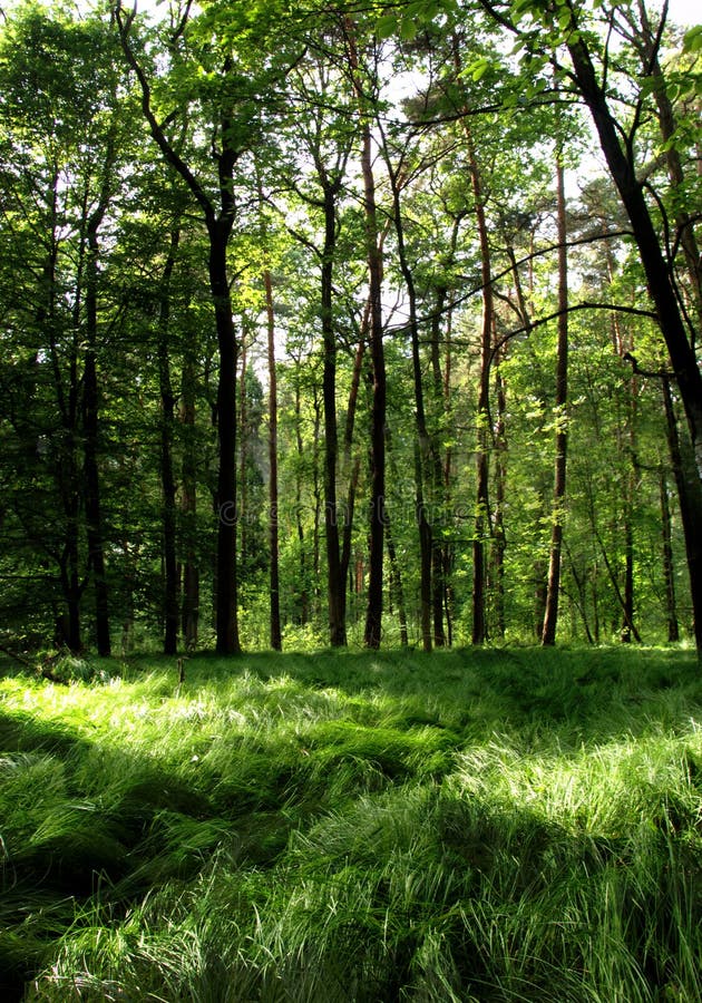 Forêt profonde image stock. Image du énergie, attraction - 9639553