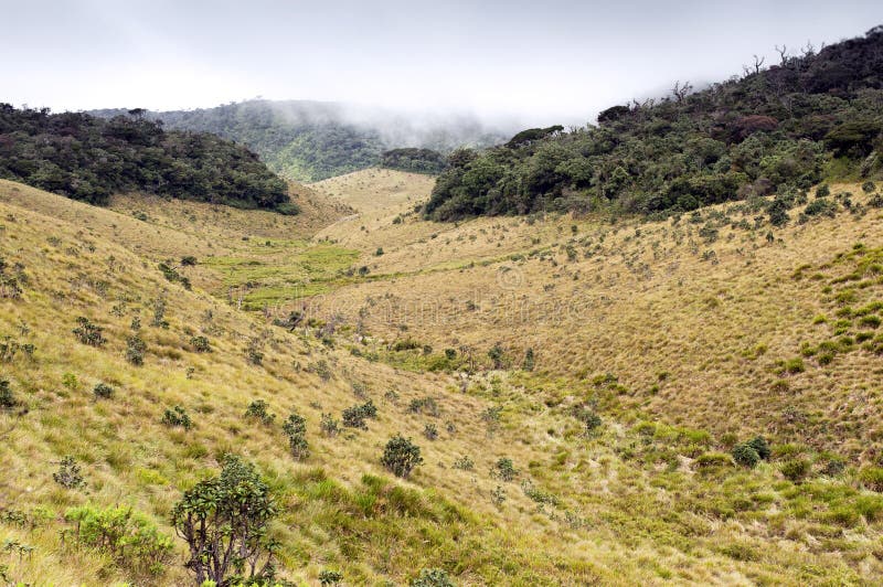 Forêt, Savane, Et Nuages De Brouillard Aux Plaines De Horton Photo ...
