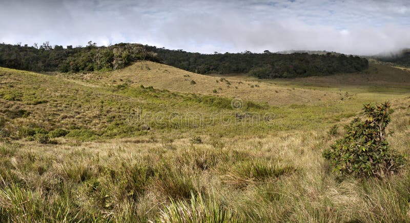 Forêt, Savane Et Nuages De Brouillard Aux Plaines De Horton Image stock ...