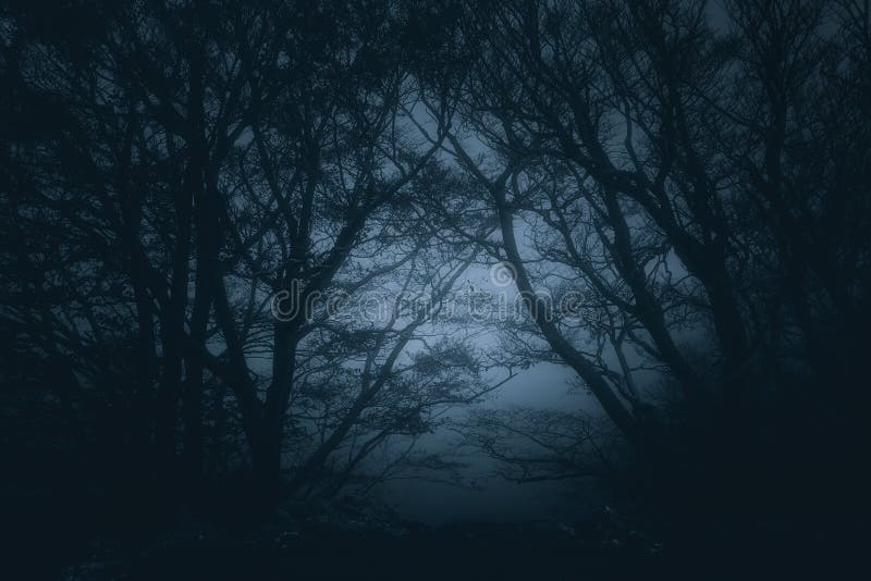 Forêt Sombre Effrayante La Nuit Photo stock - Image du hanté, lumière ...