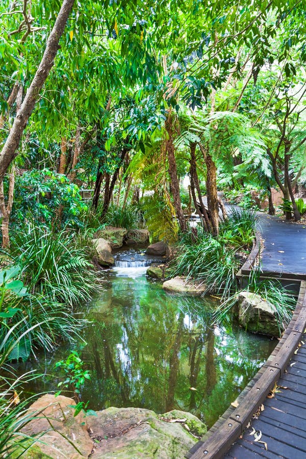 Forêt Tropicale Australienne Photo stock - Image du nature, australie ...
