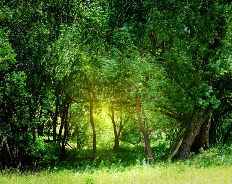 Forêt Verte Et Feuillage En été Pour L'impression Et Les Pages Web ...