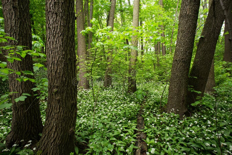 Forêt Verte Avec L'ail Sauvage Image stock - Image du centrale, bois ...