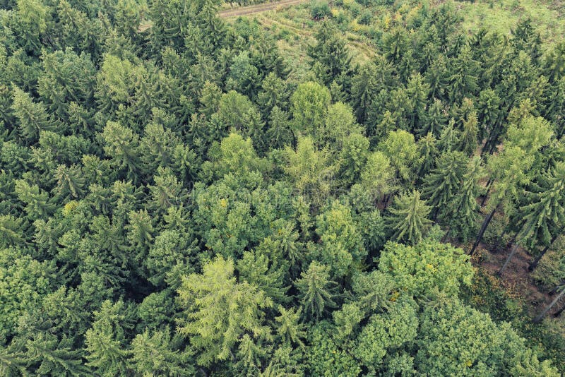 Forêt verte vue d'en haut image stock. Image du bois - 80601393