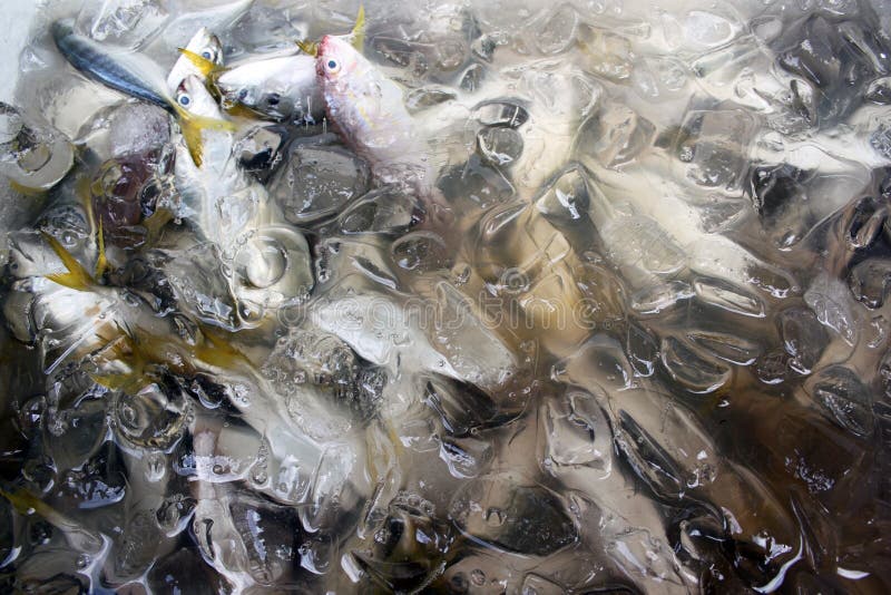 Forage fish stock image. Image of slice, texture, honest - 71639051