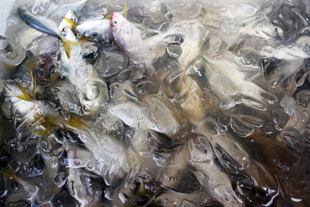 Forage fish stock image. Image of slice, texture, honest - 71639051