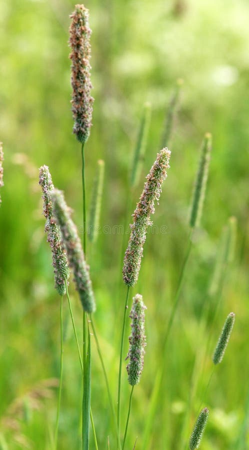 Forage Grass Timothy (Phleum Pratense) Grows in the Meadow Stock Photo ...