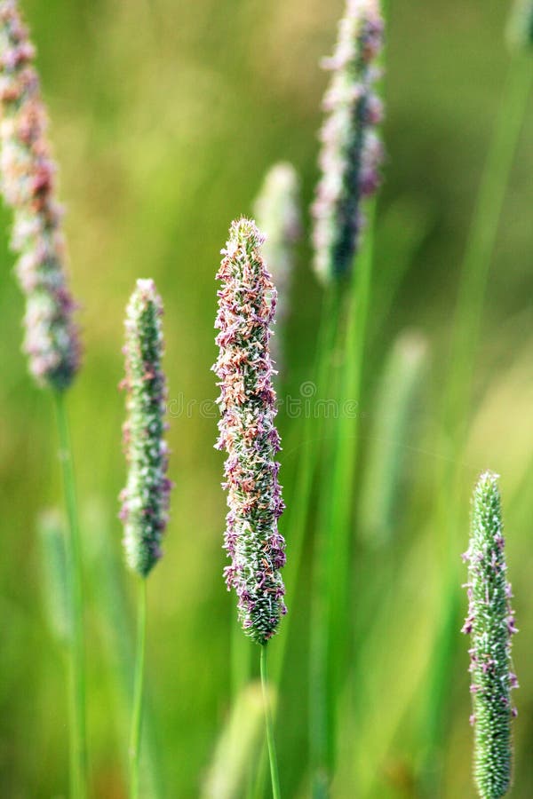 Forage Grass Timothy (Phleum Pratense) Grows in the Meadow Stock Image ...