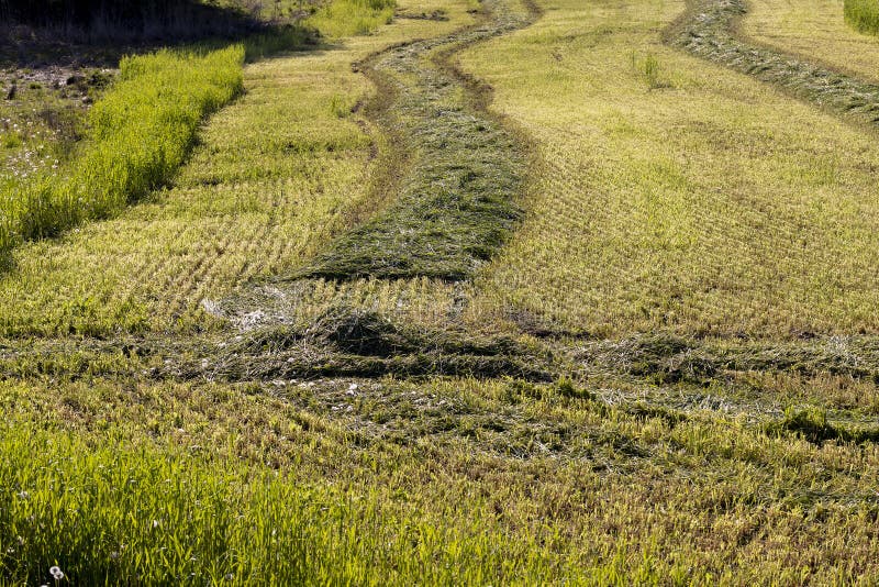 Forage and Hay Harvesting in Spring Stock Photo - Image of spring ...