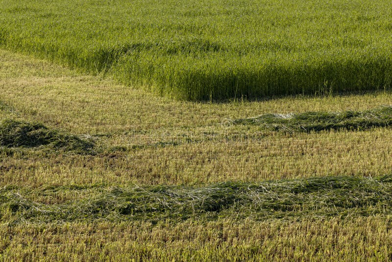 Forage and Hay Harvesting in Spring Stock Photo - Image of mowed, grass ...