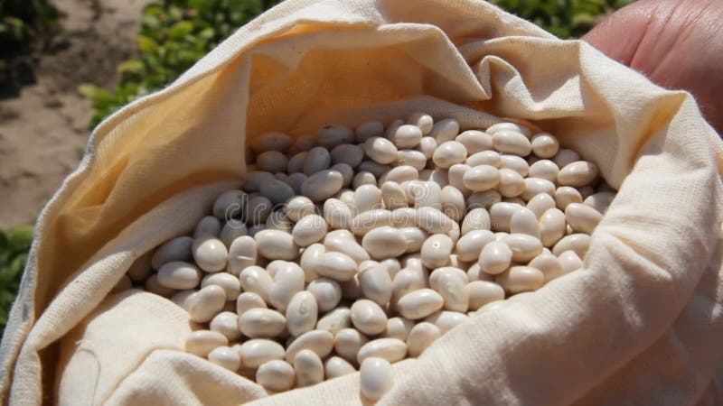 Forage Legumes. Growing Legumes in the Field Stock Video - Video of ...