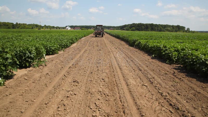 Forage Legumes. Growing Legumes in the Field Stock Video - Video of ...