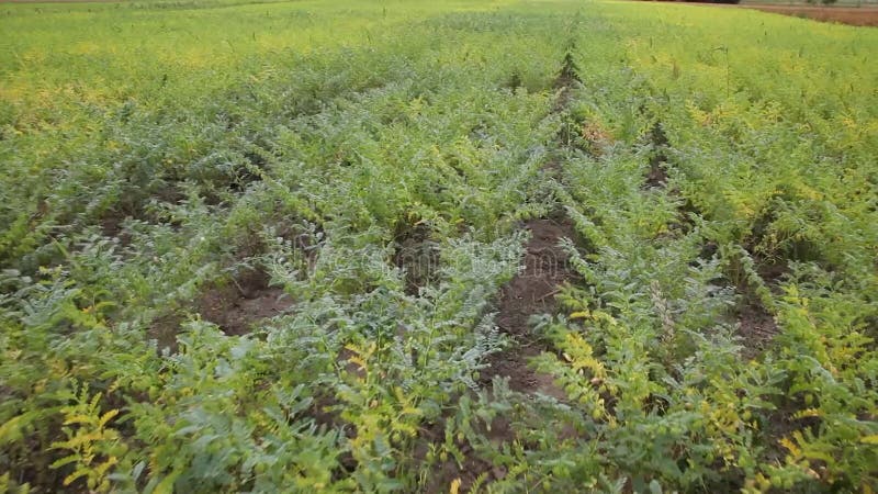 Forage Legumes. Growing Legumes in the Field Stock Video - Video of ...