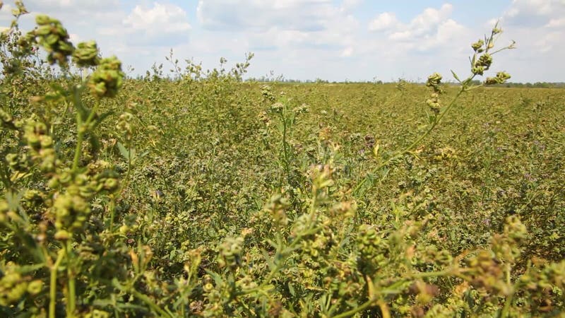 Forage Legumes. Growing Legumes in the Field Stock Footage - Video of ...