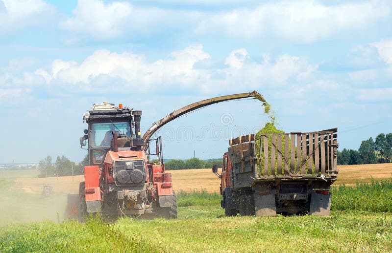Forage plants harvesting stock image. Image of clouds - 15176395