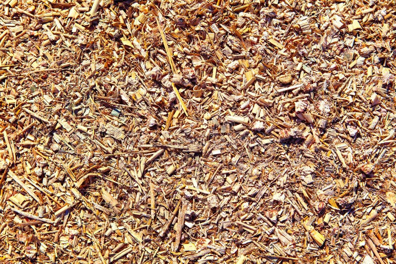 Forage background stock image. Image of pasturage, closeup - 198740519