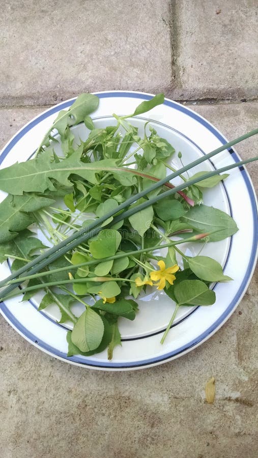 Foraged Salad of Yard Weeds Stock Photo - Image of herb, fruit: 179059422