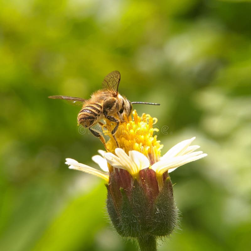A Forager Bee Sucks Nectar from Flowers Stock Image - Image of sucks ...