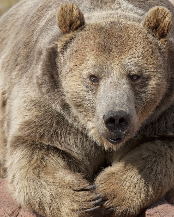 Un Ritratto Di Una Testa E Degli Artigli Dell'orso Grigio Fotografia ...