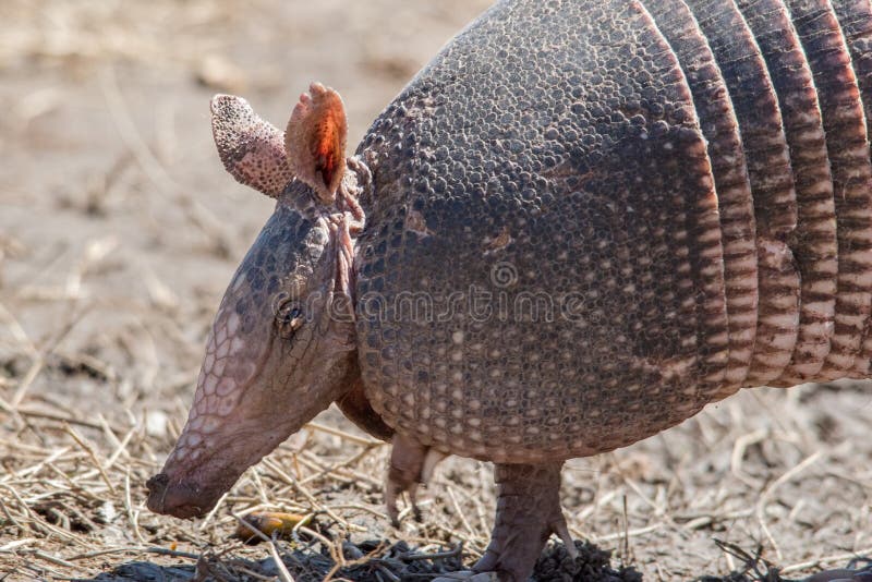Foraging armadillo stock image. Image of armadillos, south - 40141137