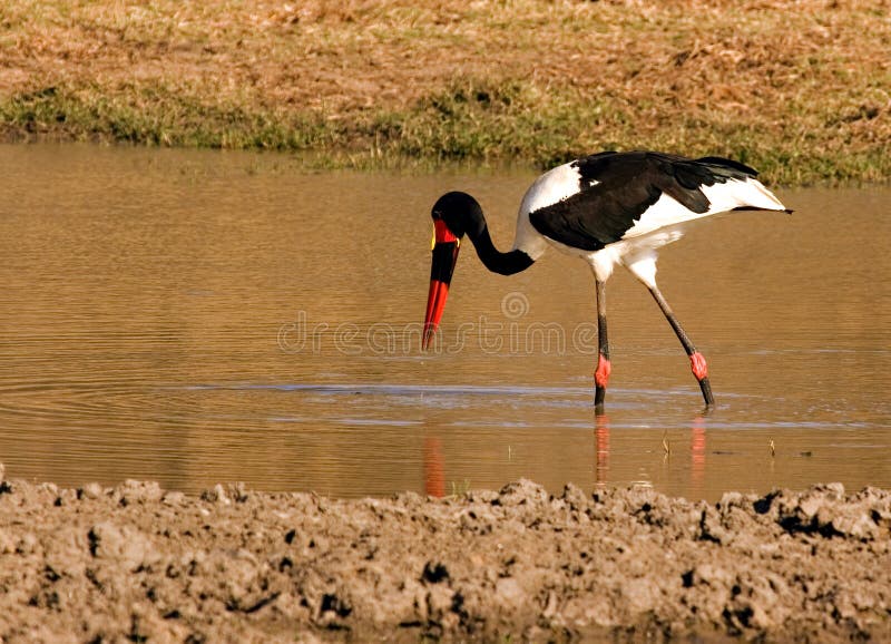 Foraging bird stock photo. Image of neck, park, nature - 1305182