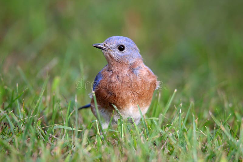 Foraging Bluebird stock photo. Image of bird, bluebird - 77685562