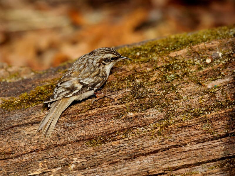 Foraging Brown Creeper stock photo. Image of plumage - 108921852