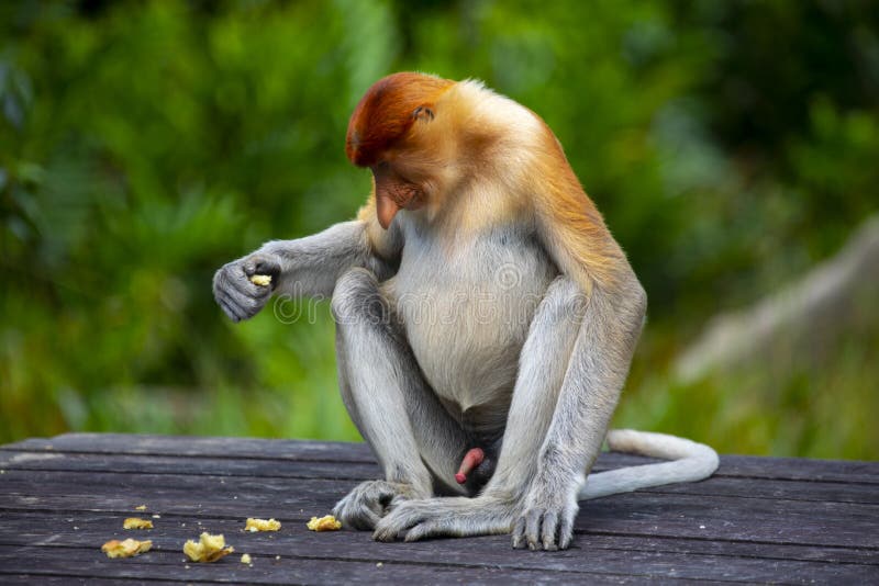 Foraging, Conservation Animals, Animals, Proboscis Monkey Stock Image ...