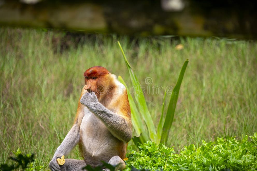 Foraging, Conservation Animals, Animals, Proboscis Monkey Stock Photo ...