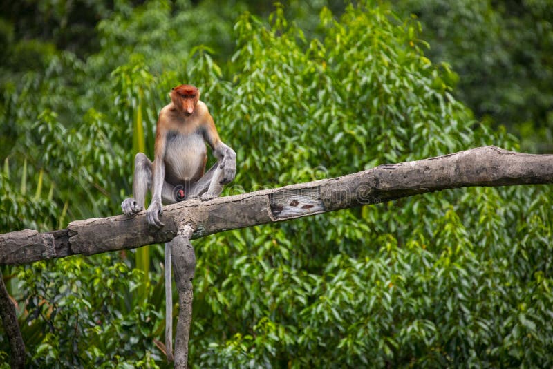 Foraging, Conservation Animals, Animals, Proboscis Monkey Stock Image ...
