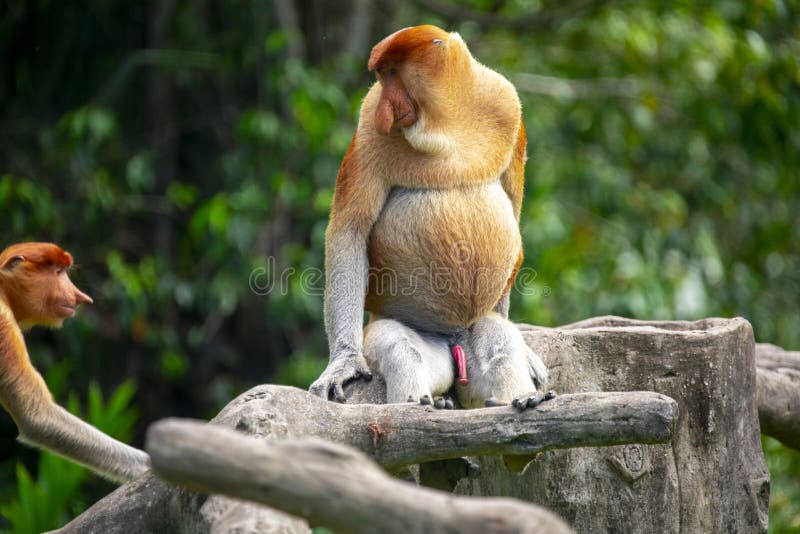 Foraging, Conservation Animals, Animals, Proboscis Monkey Stock Photo ...