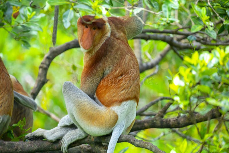 Foraging, Conservation Animals, Animals, Proboscis Monkey Stock Photo ...