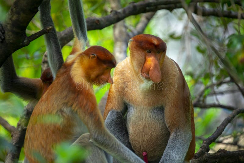 Foraging, Conservation Animals, Animals, Proboscis Monkey Stock Photo ...