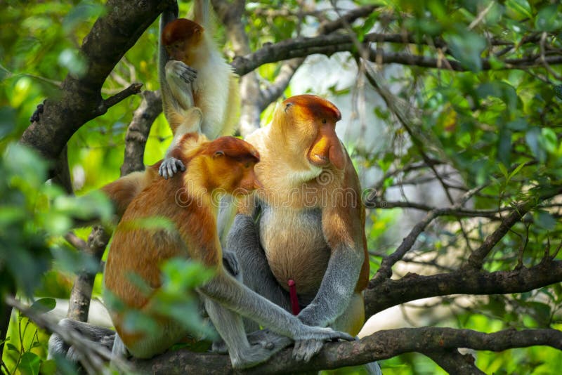Foraging, Conservation Animals, Animals, Proboscis Monkey Stock Photo ...
