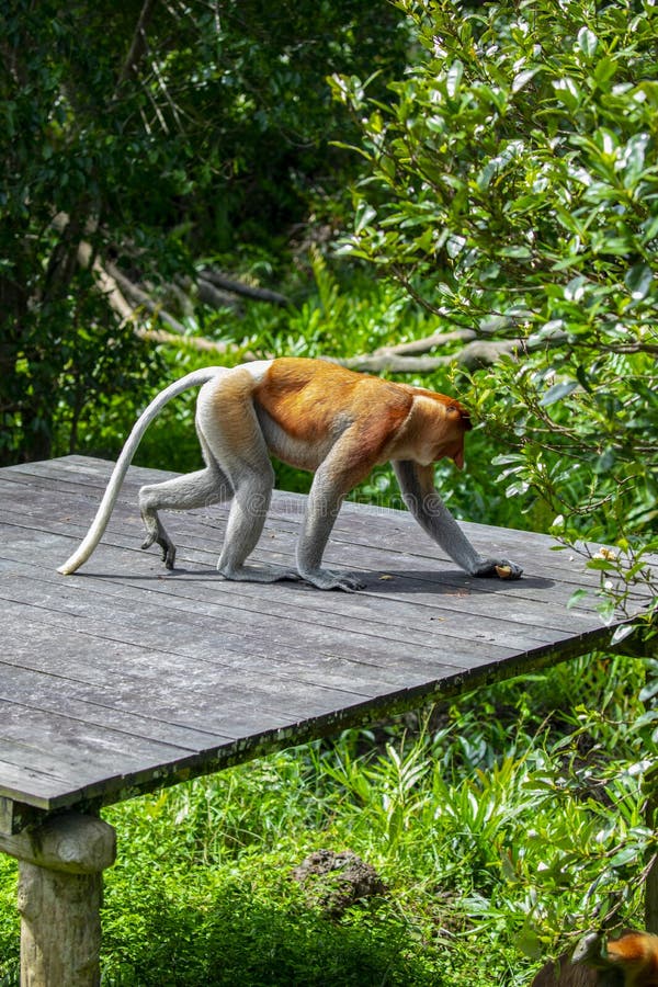 Foraging, Conservation Animals, Animals, Proboscis Monkey Stock Image ...
